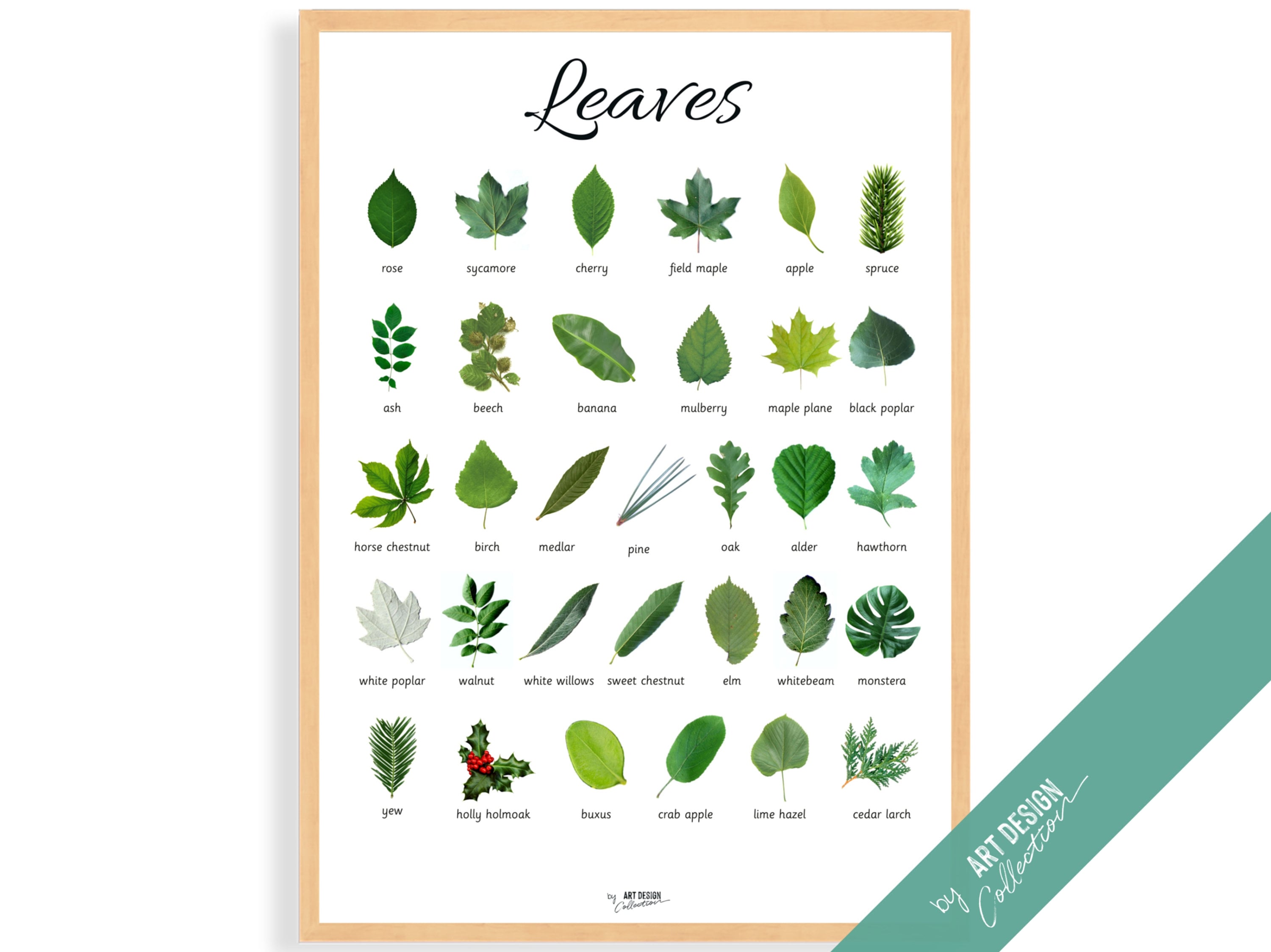 PLANT LEAVES POSTER • Montessori Poster • Montessori Educational ...