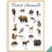FOREST ANIMALS POSTER Montessori Poster Montessori Educational ...