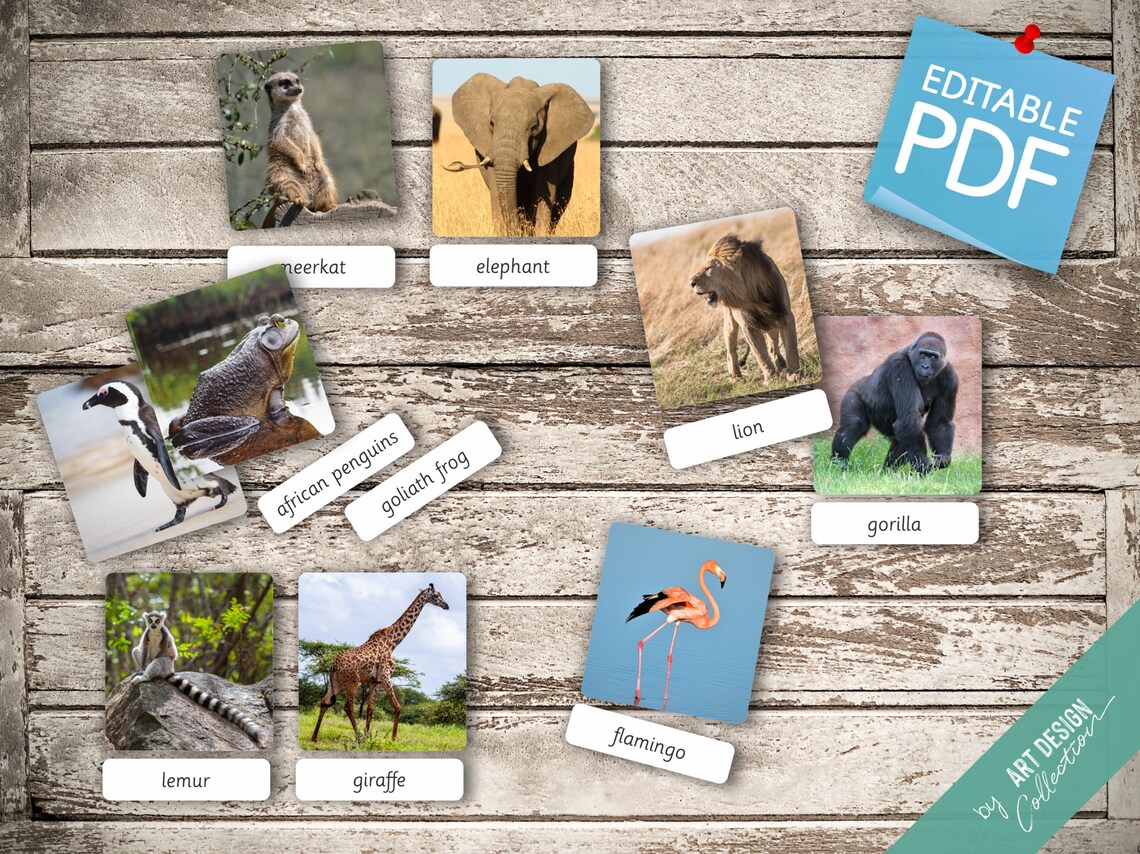 AFRICA ANIMALS 28 Editable Montessori Cards Flash Cards - Etsy