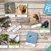 AFRICA ANIMALS • 28 Editable Montessori Cards • Flash Cards ...