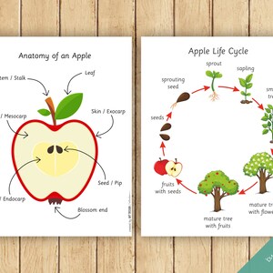 APPLE Busy Book Printable Preschool Activity Homeschool Resources ...