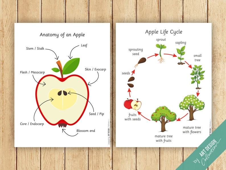 APPLE Busy Book Printable Preschool Activity Homeschool - Etsy
