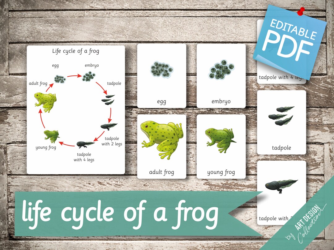 LIFE CYCLE of a FROG • 8 Montessori Cards • Flash Cards Nomenclature ...
