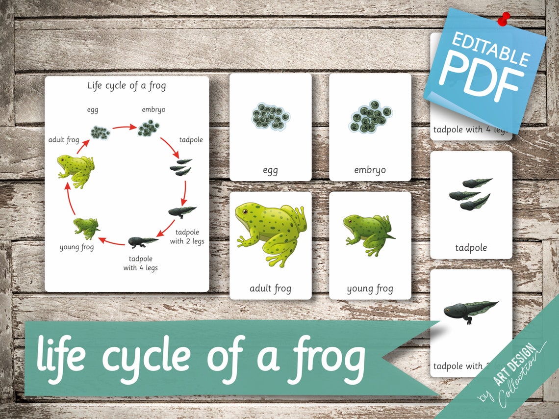 LIFE CYCLE of a FROG 8 Montessori Cards Flash Cards - Etsy