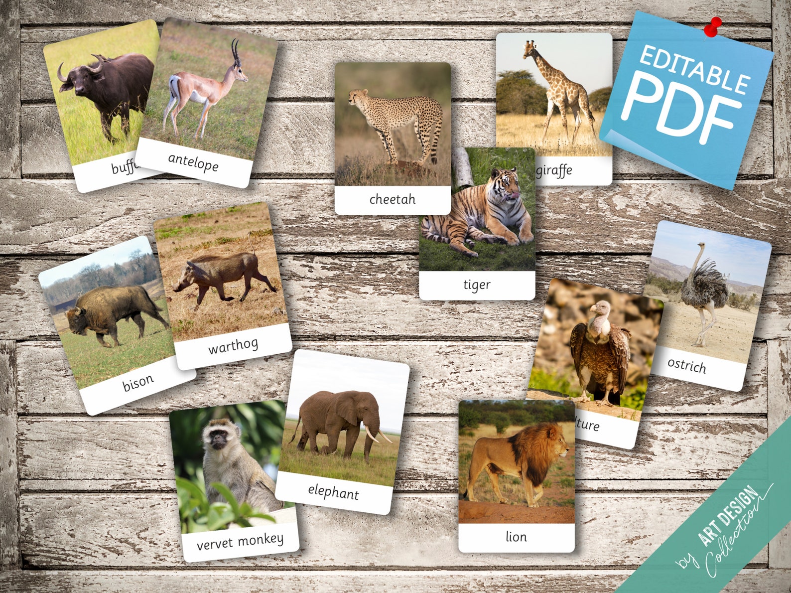 SAFARI ANIMALS 36 Editable Montessori Cards Flash Cards | Etsy