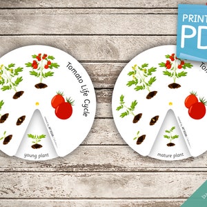 LIFE CYCLE of a TOMATO Wheel • Montessori Busy Book Activity ...