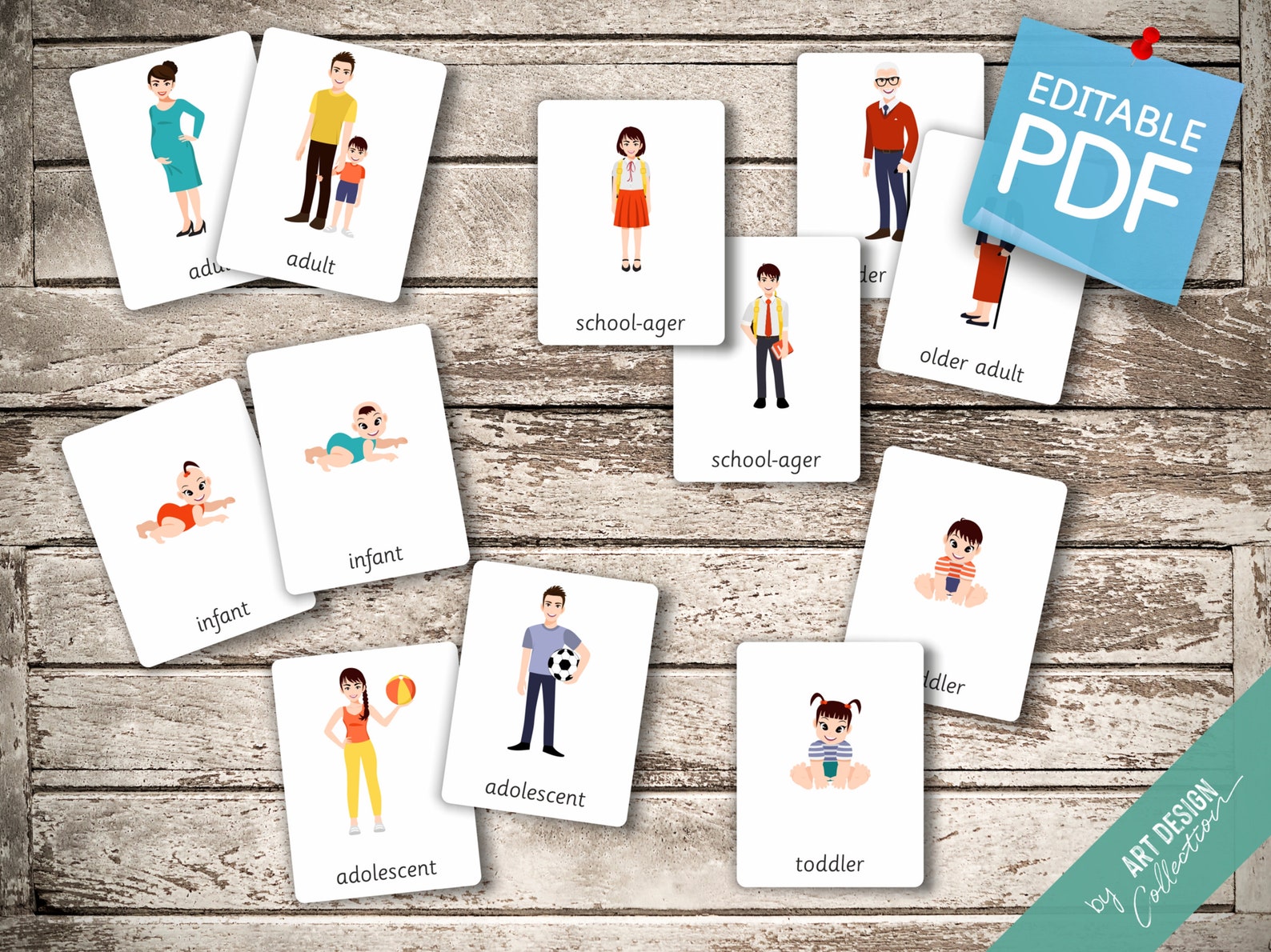 STAGES of HUMAN LIFE 22 Montessori Cards Flash Cards - Etsy Canada