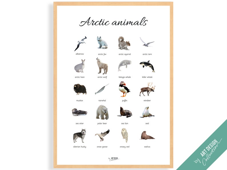 ARCTIC ANIMALS POSTER Montessori Poster Montessori - Etsy