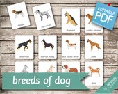 BREEDS OF DOG 26 Editable Montessori Cards Flash Cards - Etsy