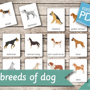 BREEDS OF DOG • 26 Editable Montessori Cards • Flash Cards Nomenclature ...
