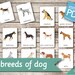 BREEDS OF DOG 26 Editable Montessori Cards Flash Cards Nomenclature ...