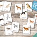 BREEDS OF DOG 26 Editable Montessori Cards Flash Cards Nomenclature ...