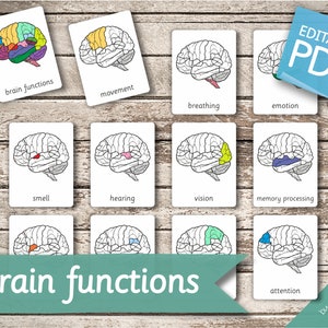 HUMAN BRAIN brain Parts Brain Functions 32 Editable Montessori Cards ...