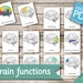 HUMAN BRAIN brain Parts Brain Functions 32 Editable Montessori Cards ...