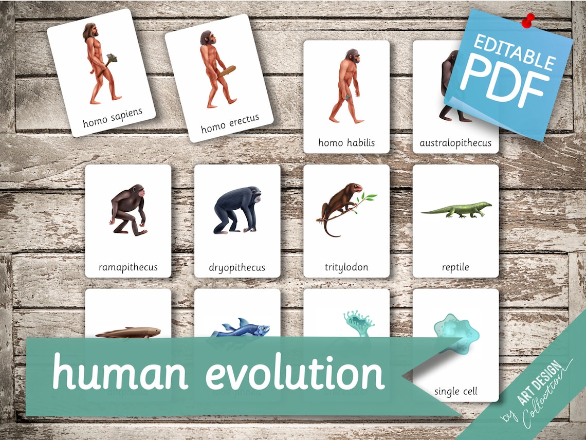 HUMAN EVOLUTION 15 Montessori Cards Flash Cards - Etsy
