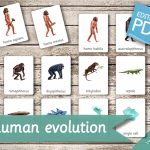 HUMAN EVOLUTION • 15 Montessori Cards • Flash Cards Nomenclature ...