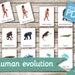 HUMAN EVOLUTION • 15 Montessori Cards • Flash Cards Nomenclature ...