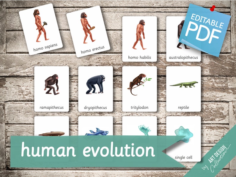 HUMAN EVOLUTION 15 Montessori Cards Flash Cards - Etsy