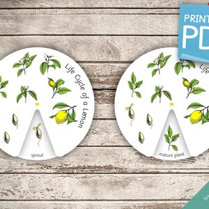 LIFE CYCLE of a LEMON Wheel • Montessori Busy Book Activity ...