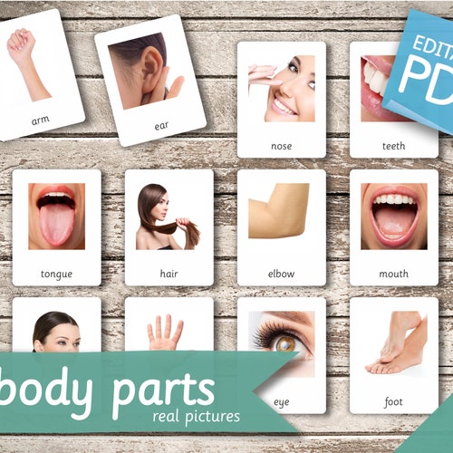 INSECTS 22 Editable Montessori Cards Flash Cards - Etsy