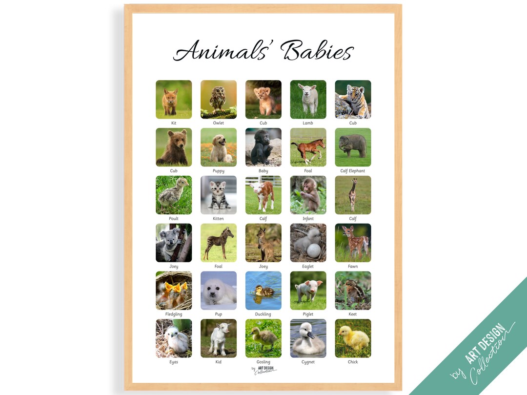 ANIMALS' BABIES POSTER Montessori Poster Montessori Educational ...