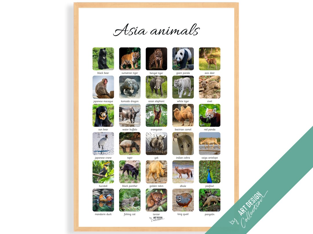 ASIA ANIMALS POSTER • Montessori Poster • Montessori Educational ...