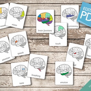 HUMAN BRAIN (brain Parts - Brain Functions) • 32 Editable Montessori ...