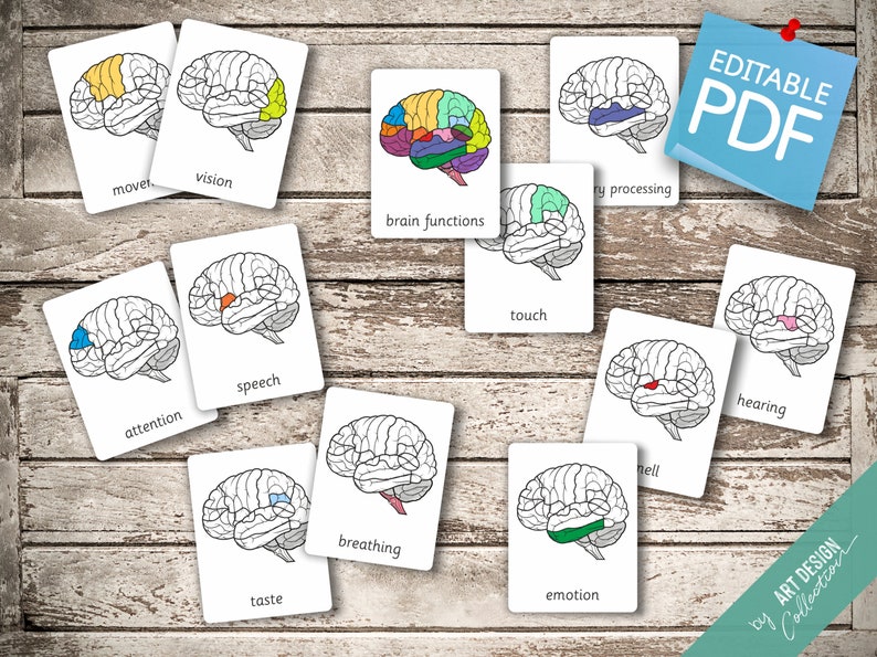 HUMAN BRAIN (brain Parts - Brain Functions) • 32 Editable Montessori ...