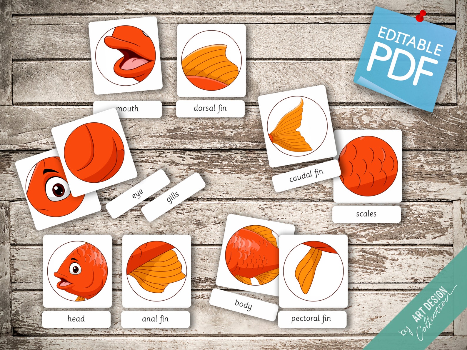 BODY PART of FISH 11 Montessori Cards Flash Cards - Etsy