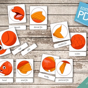 BODY PART of FISH • 11 Montessori Cards • Flash Cards Nomenclature ...