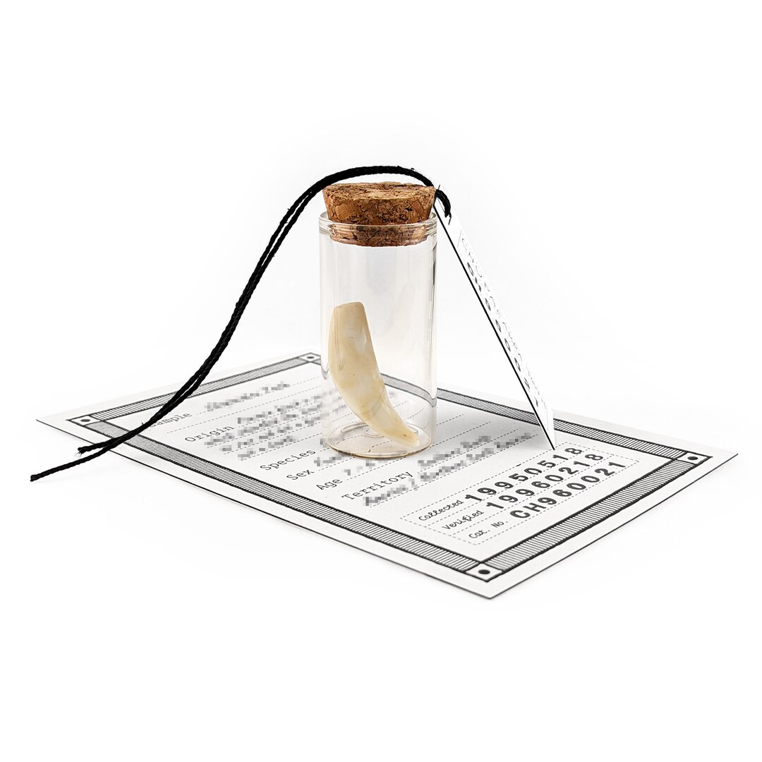 Chupacabra Tooth - Etsy