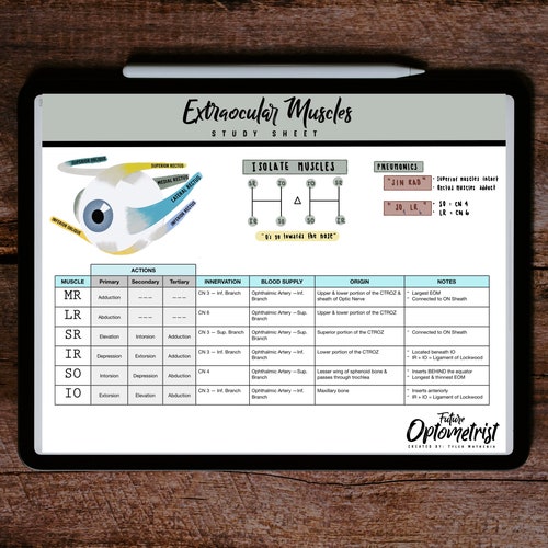 UPDATED: Extraocular Muscles EOM Optometry Anatomy Study | Etsy
