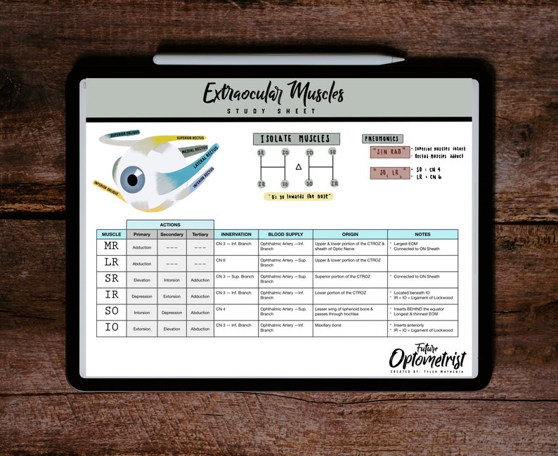 UPDATED: Extraocular Muscles EOM Optometry Anatomy Study - Etsy