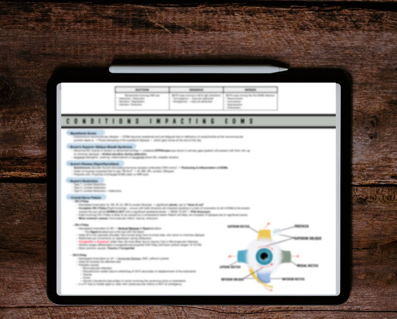 UPDATED: Extraocular Muscles EOM Optometry Anatomy Study | Etsy
