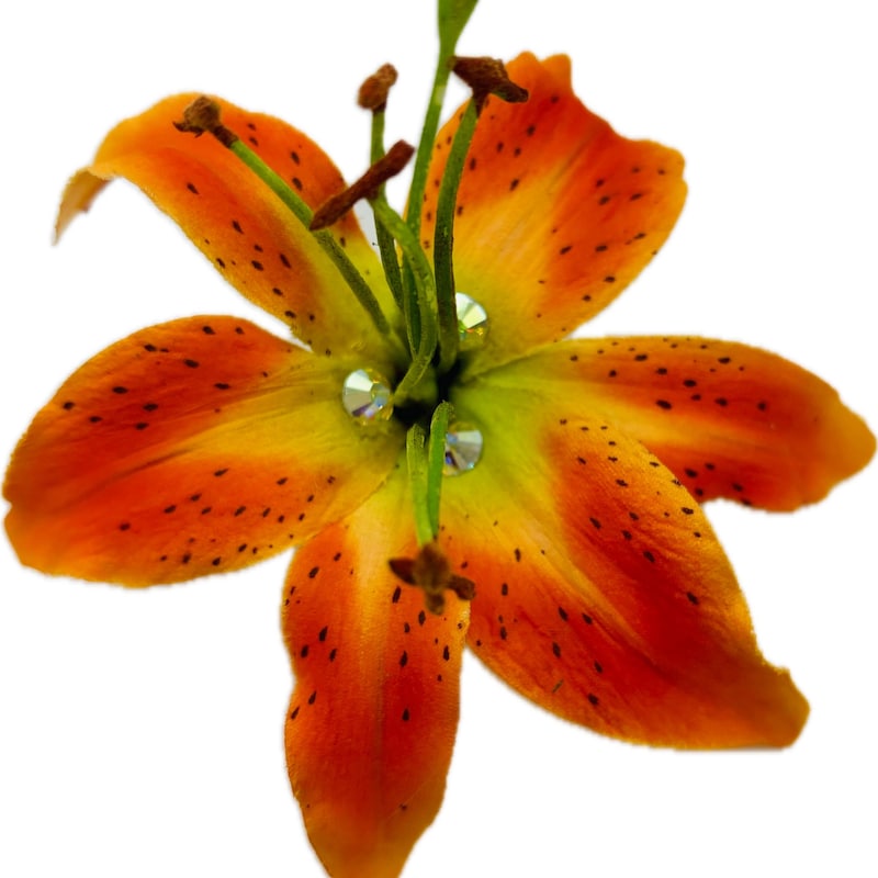 Lily Hair Clip - Etsy