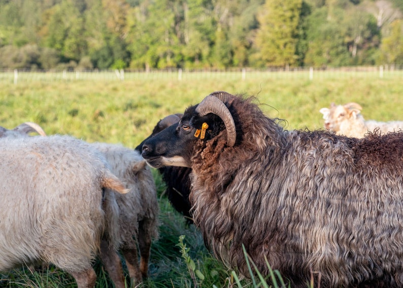 Eco Wool Dish Sponge - Etsy