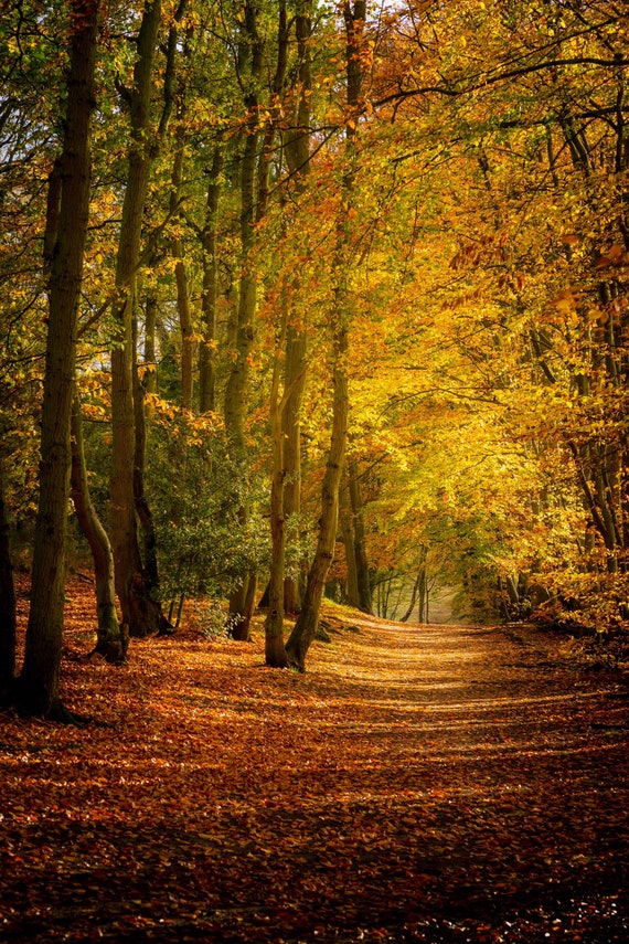 Autumn Tree Colonnade - Etsy
