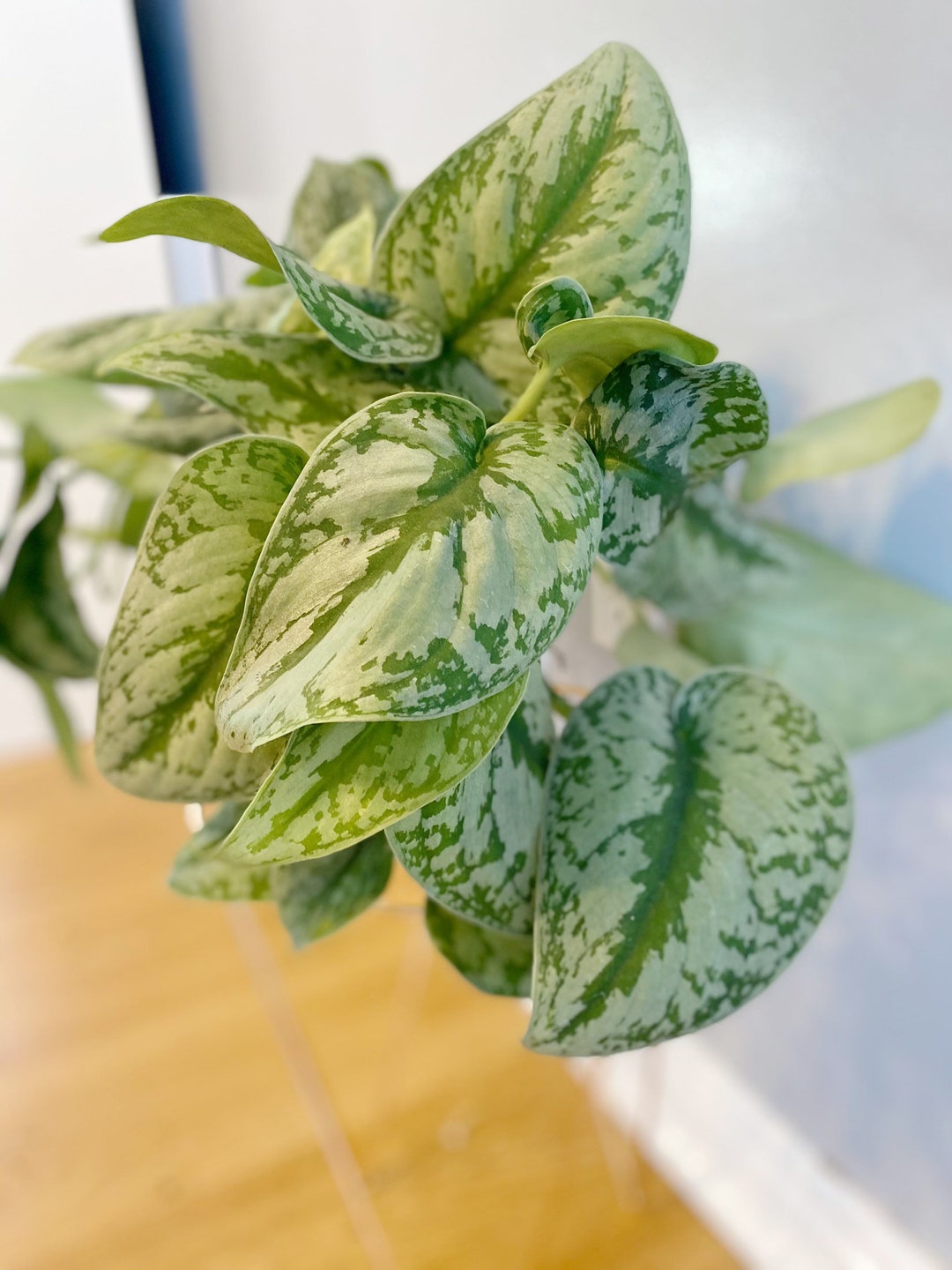 Scindapsus Pictus 'exotica' 2 Cuttings Silver Philodendron Large Leaves ...