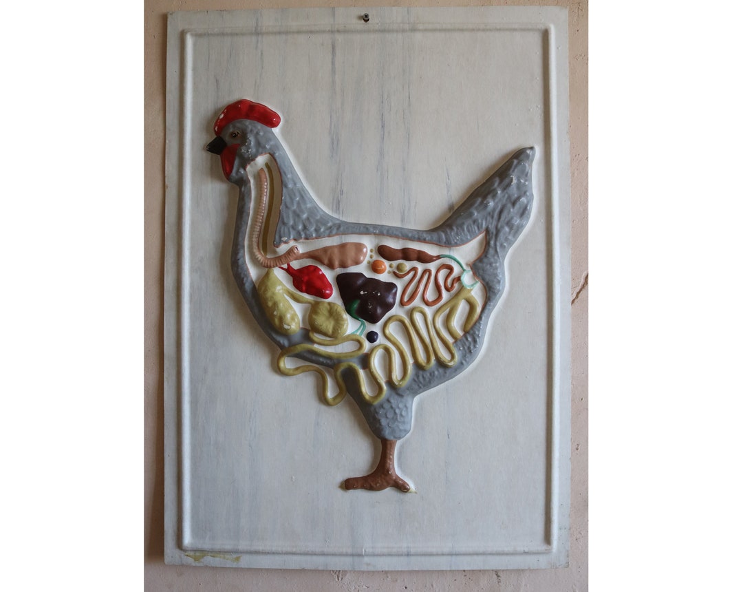 Large Vintage Chicken Anatomical Model. Educational Model Didactic ...