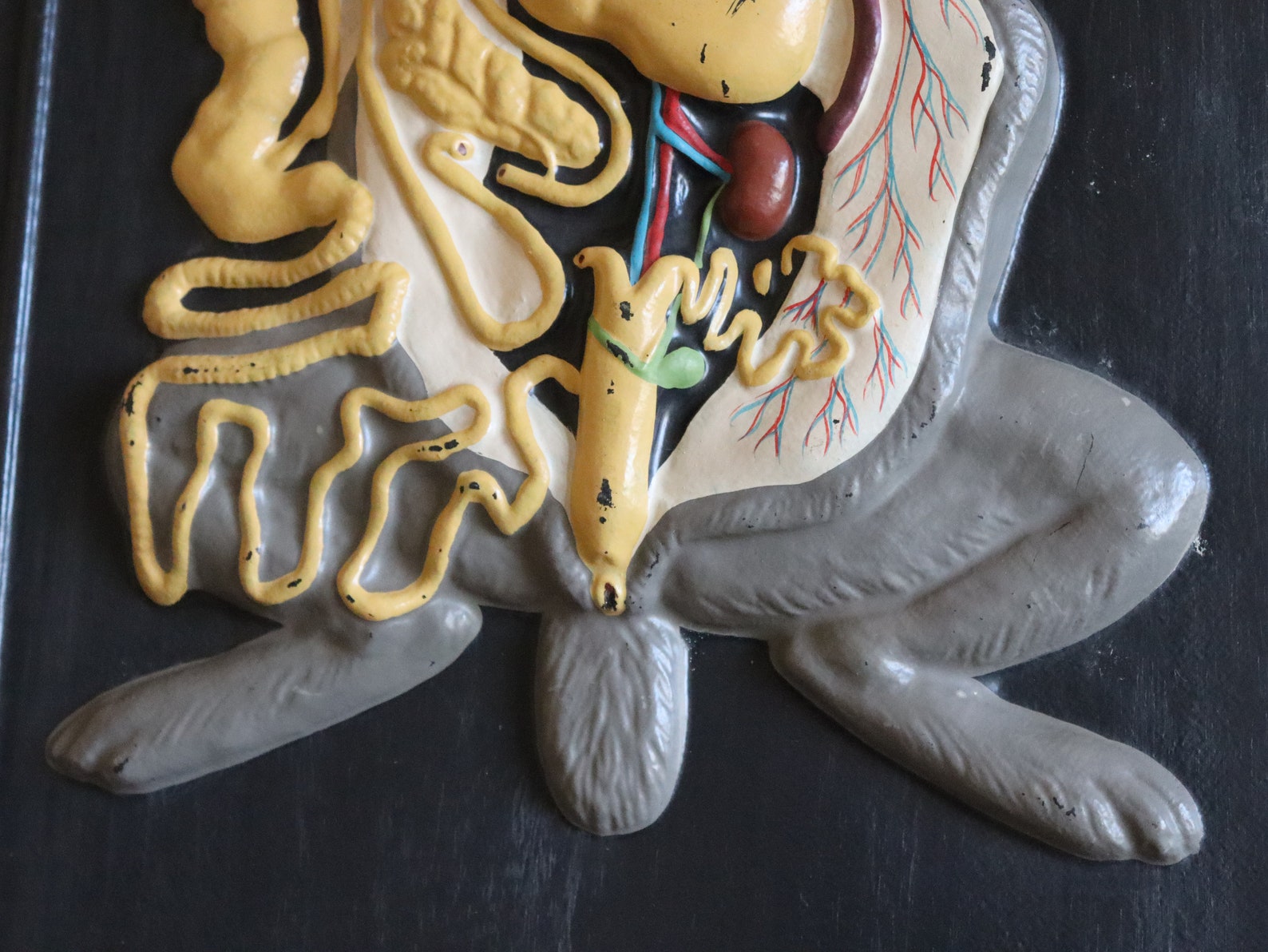 Large Vintage Rabbit Anatomical Model. Educational Model - Etsy