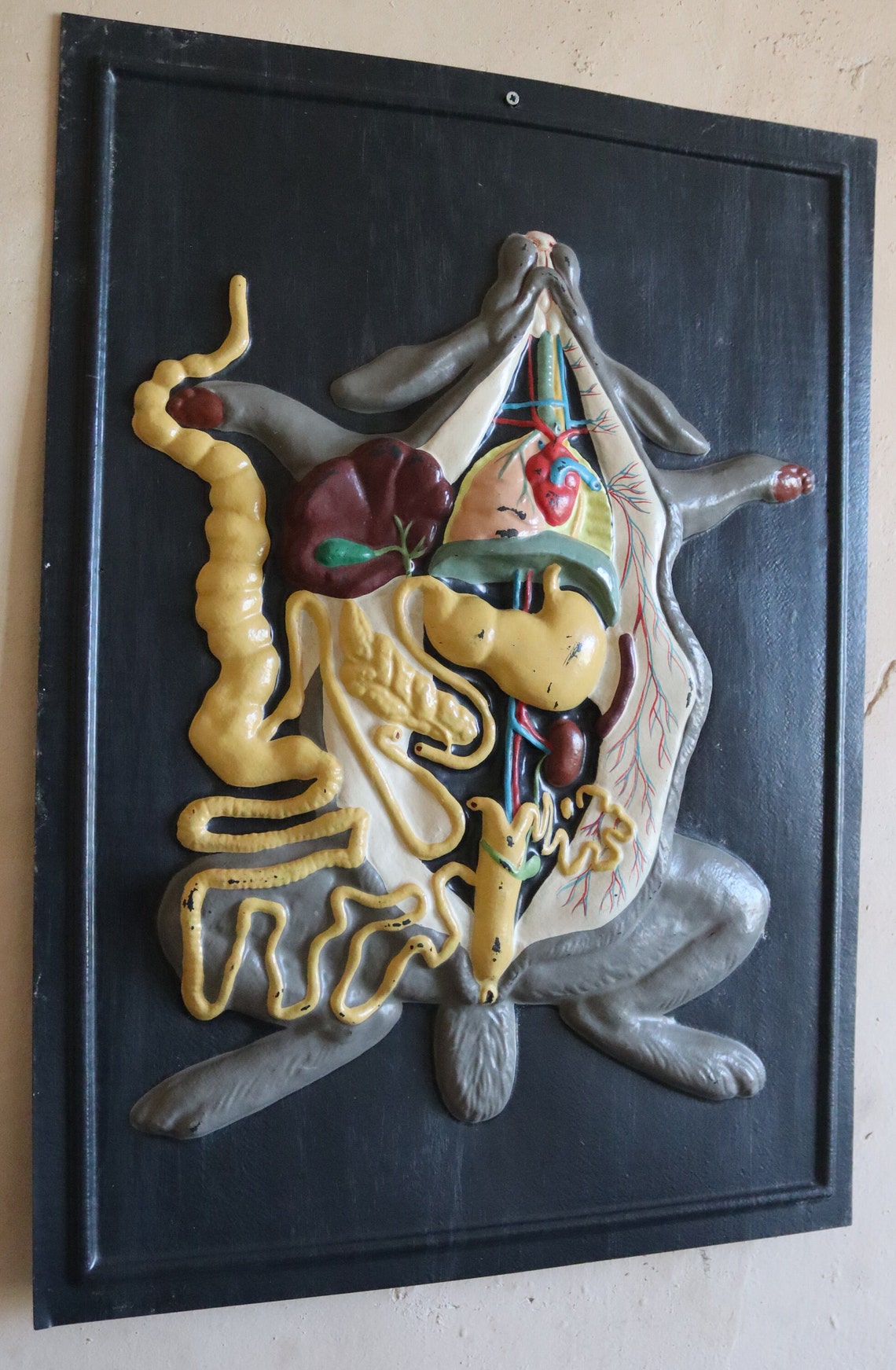 Large Vintage Rabbit Anatomical Model. Educational Model - Etsy