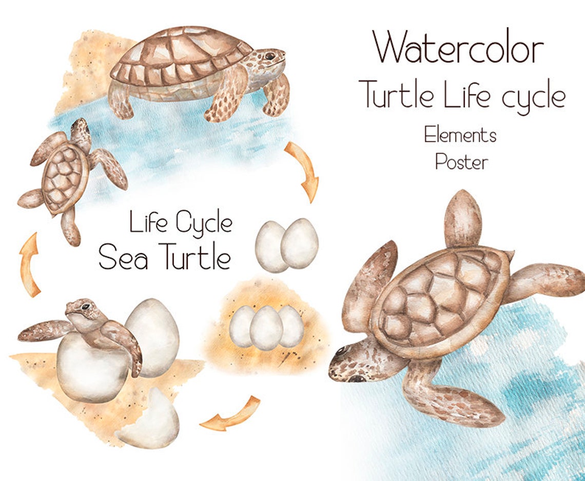 Turtle Life Cycle Clipart Watercolor Sea Turtle Animal Life | Etsy