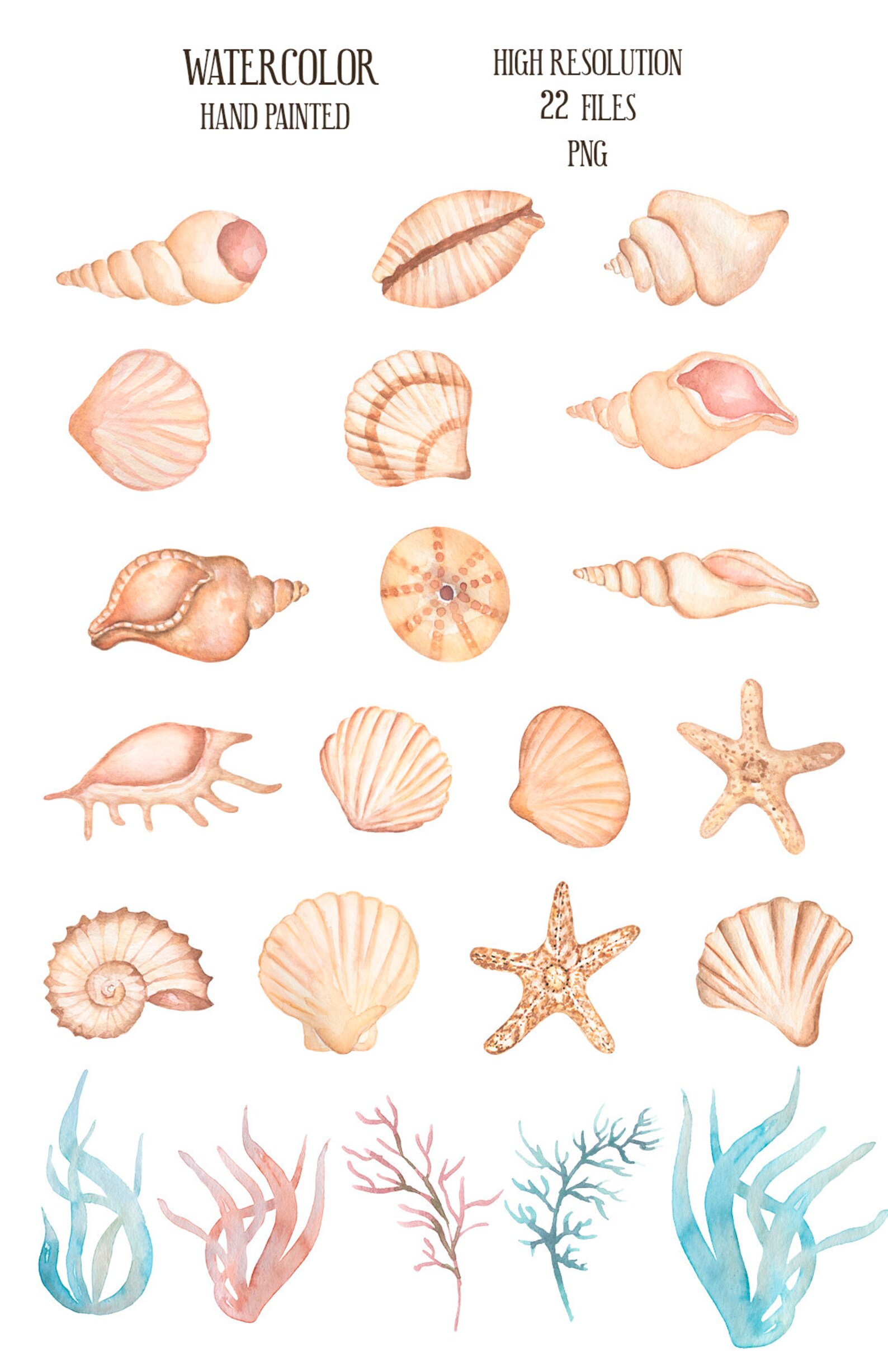 Sea Shells Clipart Watercolor Sea Reef Coral Clip art Summer | Etsy