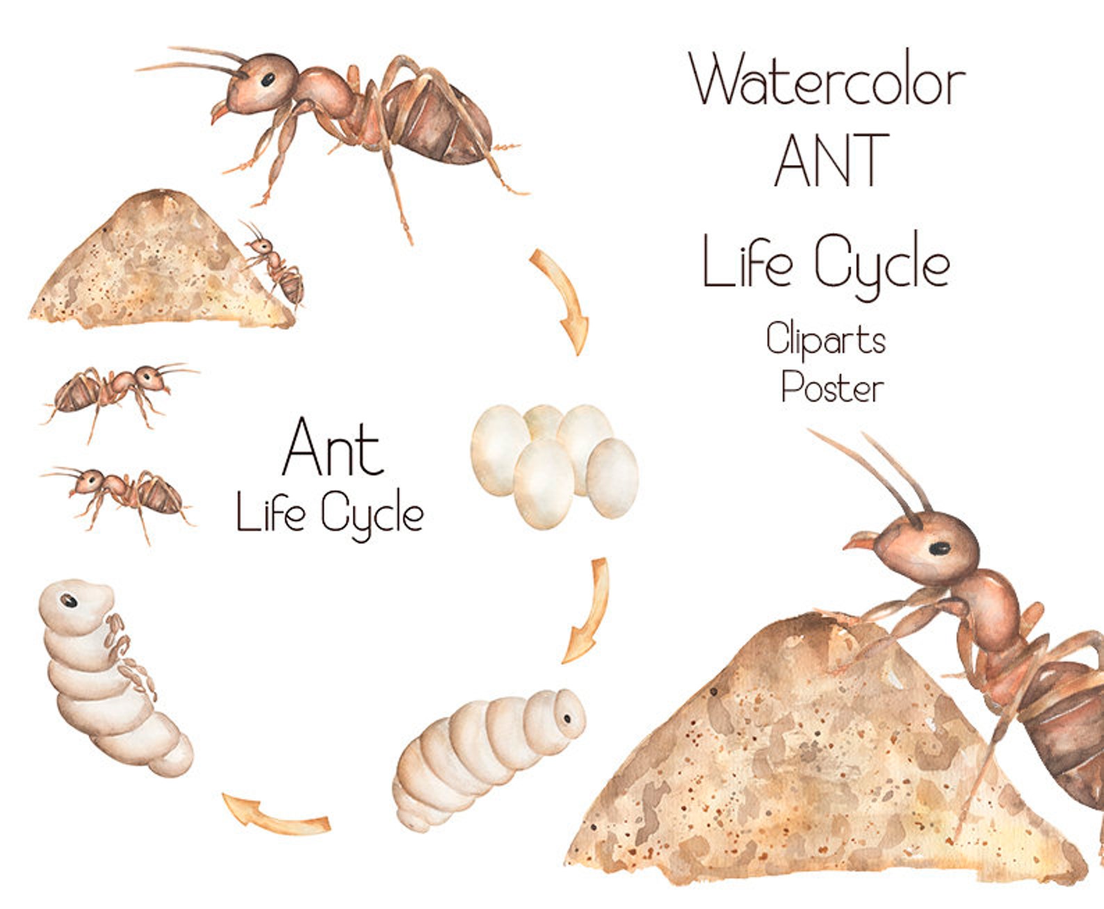 Ant Life Cycle Clipart Watercolor Ant Larva Insect Life | Etsy
