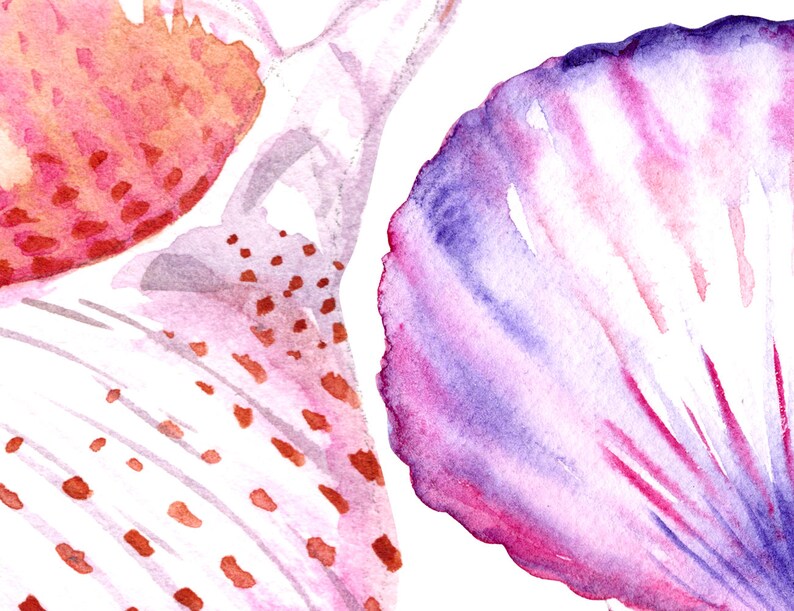 Seashells Watercolor Clipart, Nautical Clipart, Ocean Shell Starfish ...