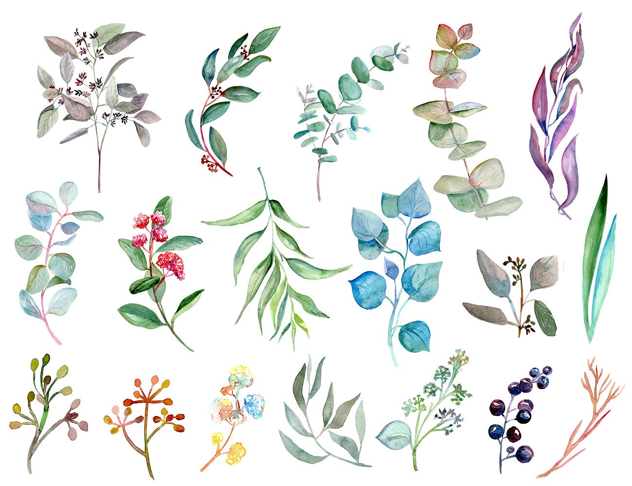 Watercolor Eucalyptus Floral Clipart Individual Elements Green Leaves ...
