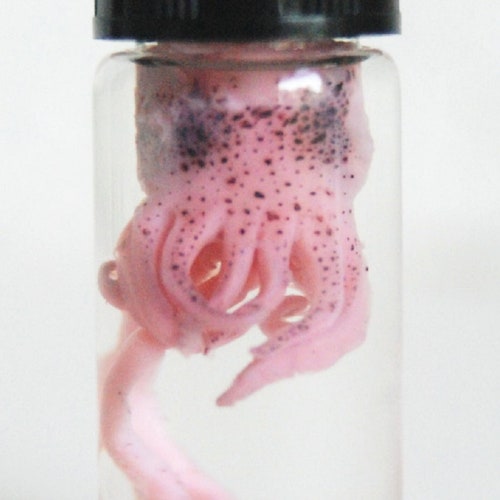 Real Cute PINK Cuttlefish in a Jar Wet Specimen Squid - Etsy