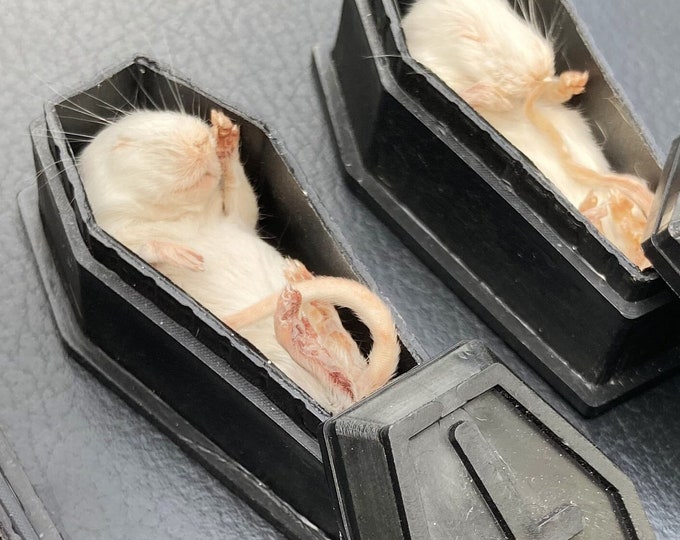 XXS Little Baby Coffin Mouse - Adorabe Cute Mouse in a Tiny Open Casket ...