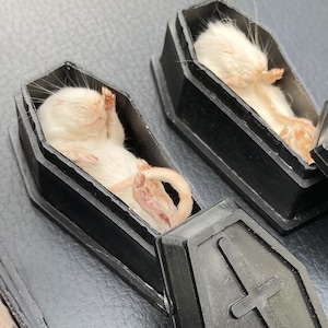 XXS Little Baby Coffin Mouse Adorabe Cute Mouse in a Tiny Open Casket ...