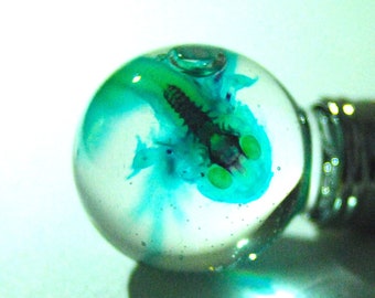 Diaphonized TADPOLE SKELLETON, XS Kawaii, Wet Specimen, Diaphonization ...